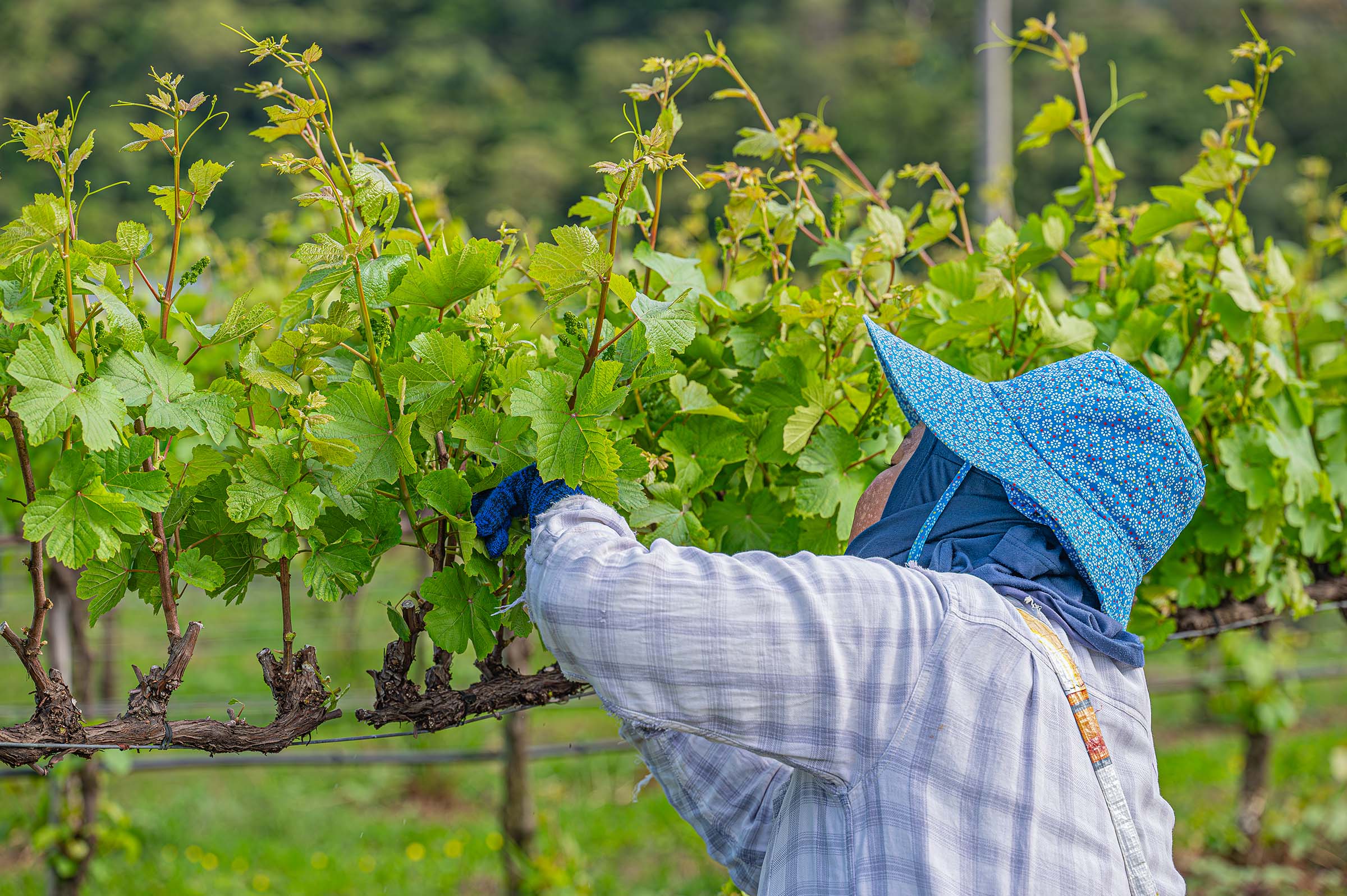 GranMonte | Feast Thailand