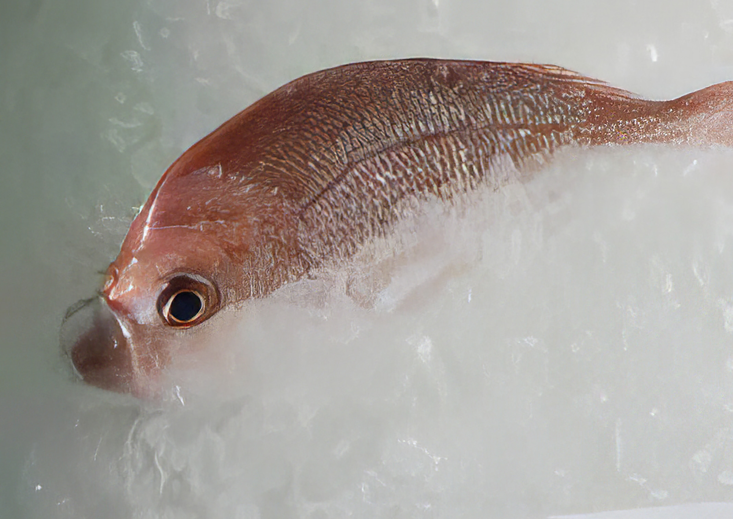 Gyotak | Feast Thailand