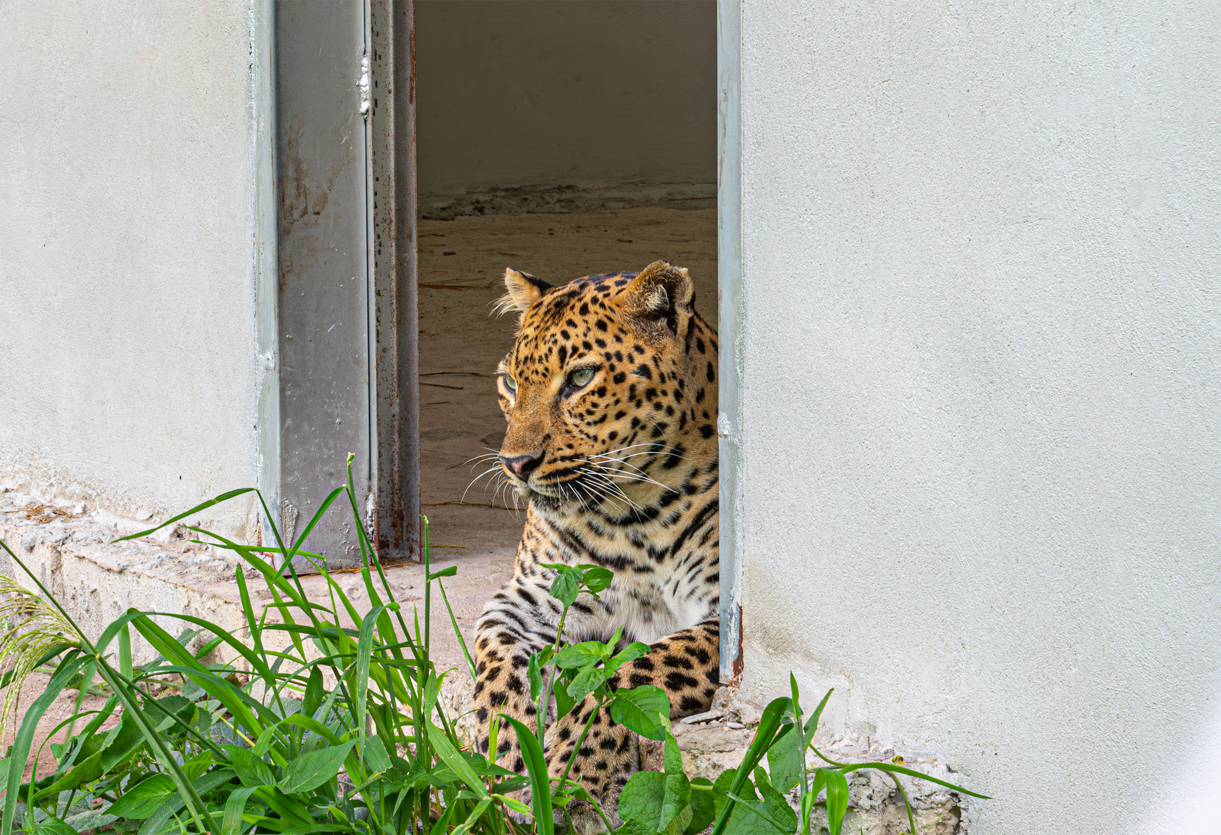 Wildlife Friends | Feast Thailand